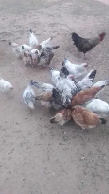 Road runner chickens - Zimbabwe